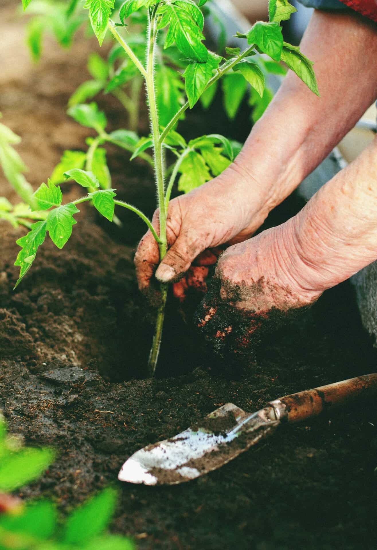 Horticultural Therapy at The Nestled | The Nestled Recovery Center
